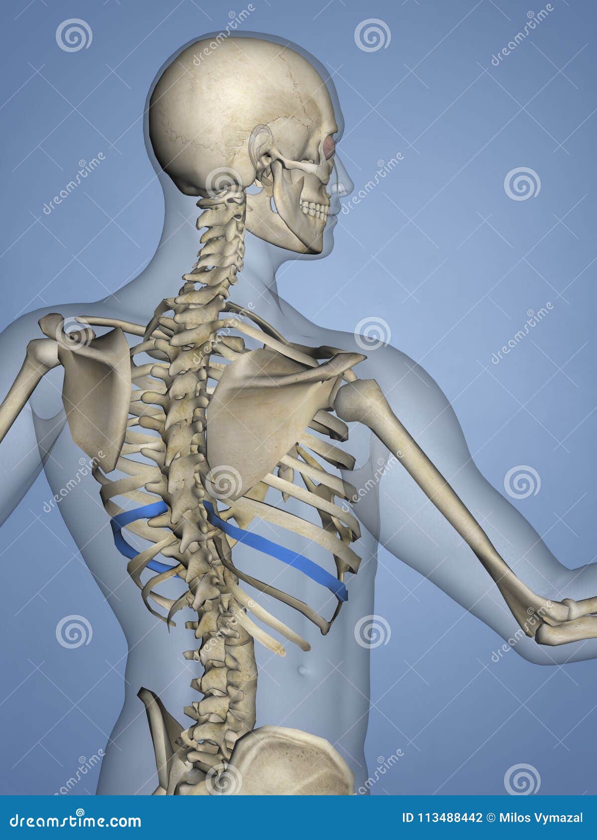 Ninth Rib, Rib Cage, 3D Model Stock Illustration - Illustration of ...