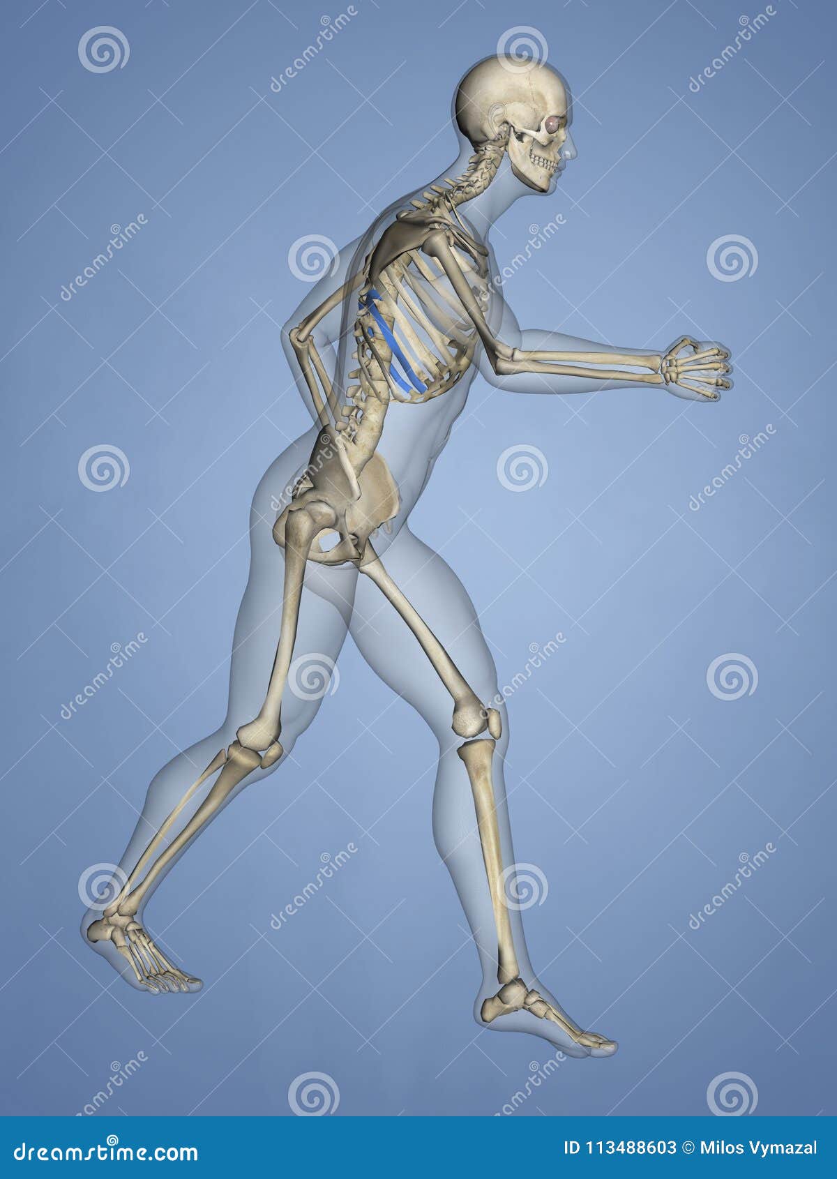 Ninth Rib, Rib Cage, 3D Model Stock Illustration - Illustration of ...