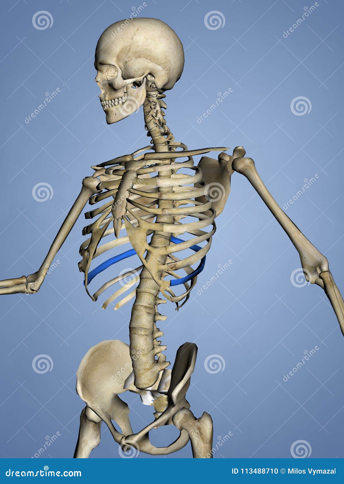 Ninth Rib, Rib Cage, 3D Model Stock Illustration - Illustration of ...