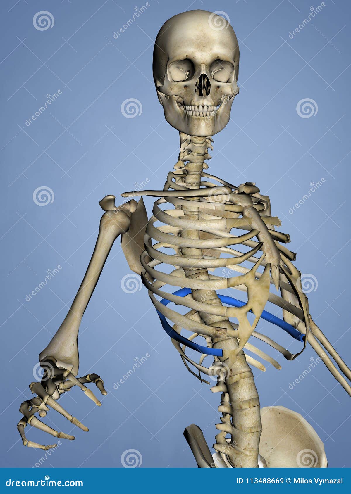 Ninth Rib, Rib Cage, 3D Model Stock Illustration - Illustration of ribs ...