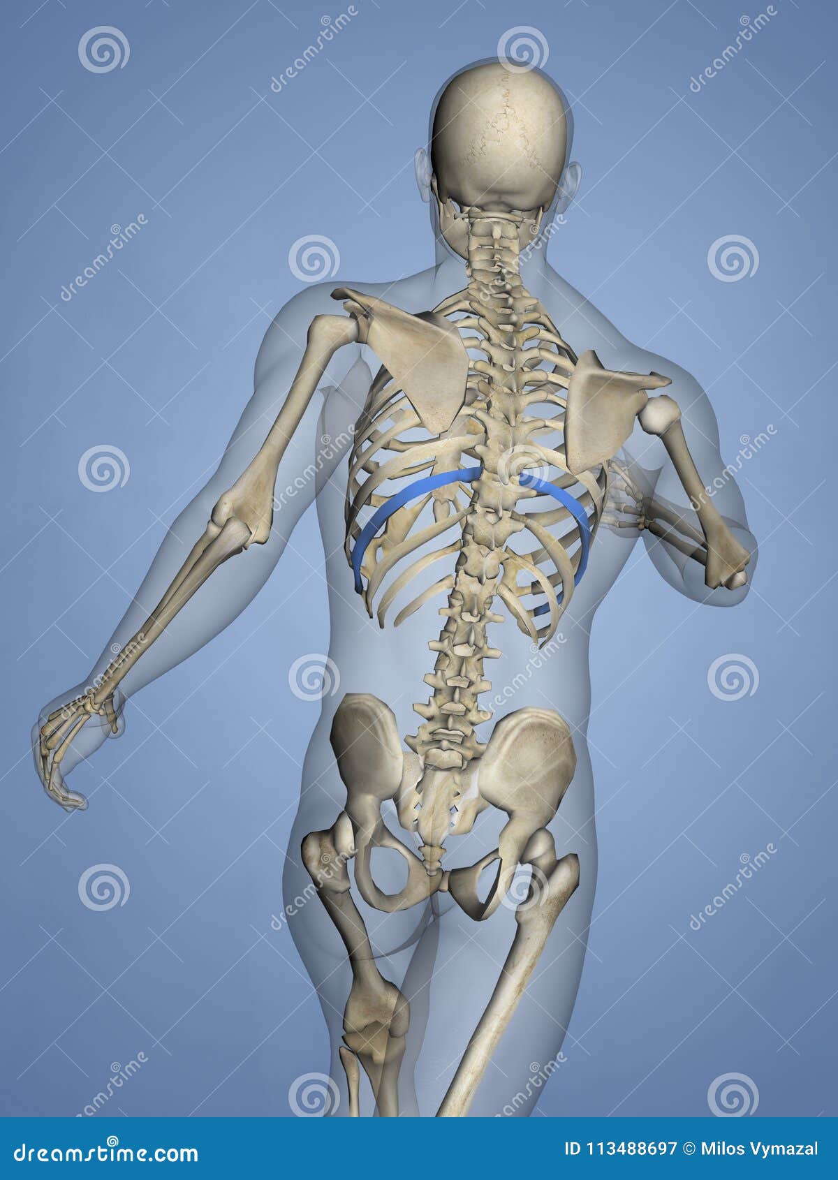 Ninth Rib, Rib Cage, 3D Model Stock Illustration - Illustration of ...