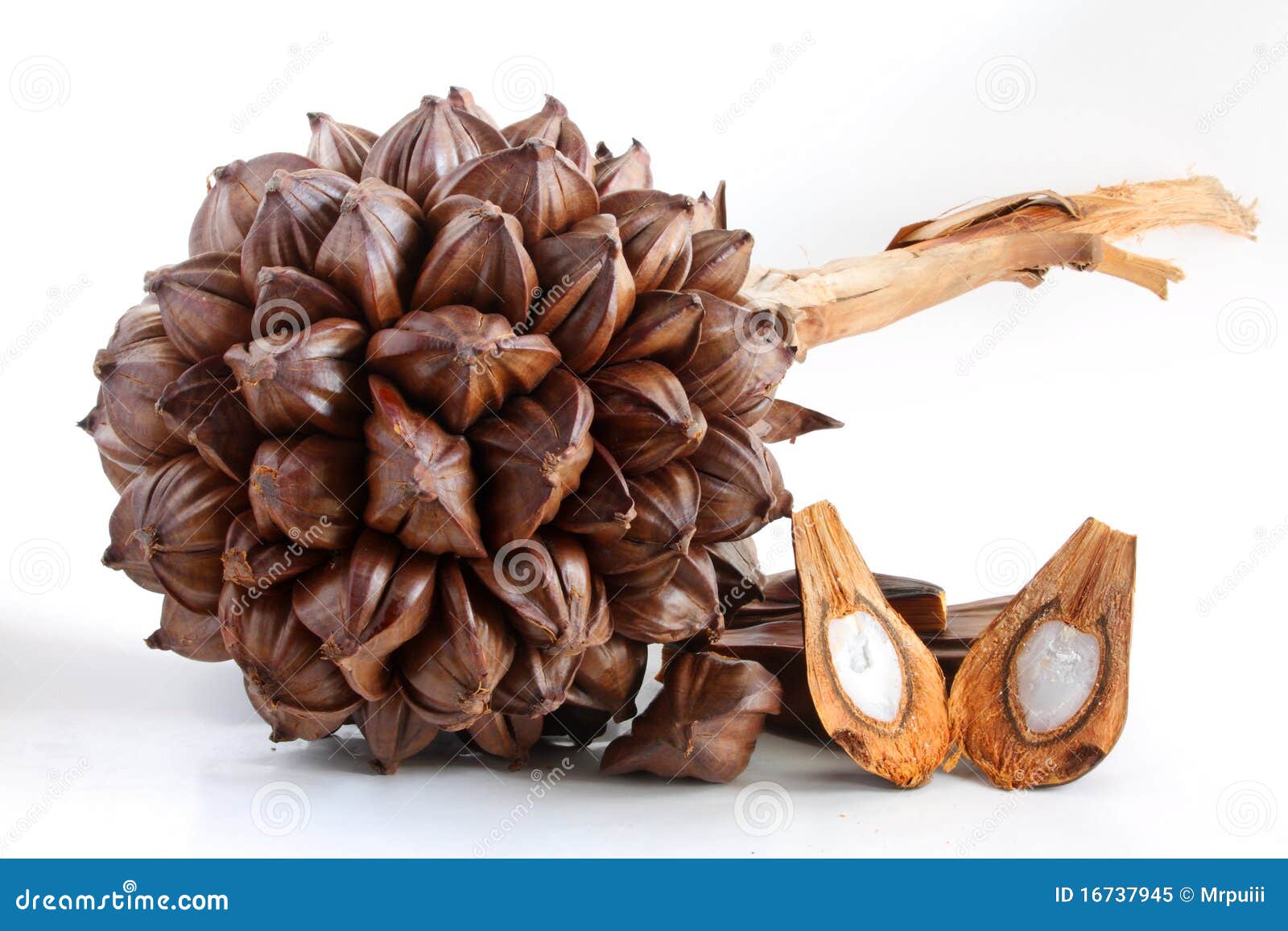 Nipa fruitcan. stock image. Image of isolated, nature - 16737945