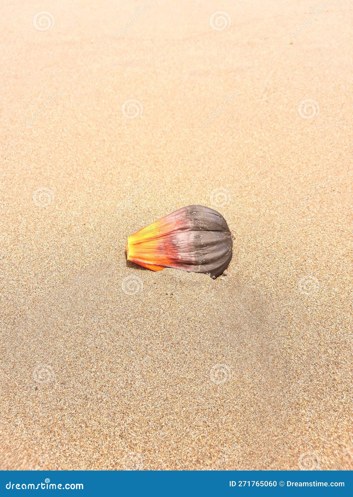 Nipa Palm (Nypa Fruticans) Stock Photography | CartoonDealer.com #39920900