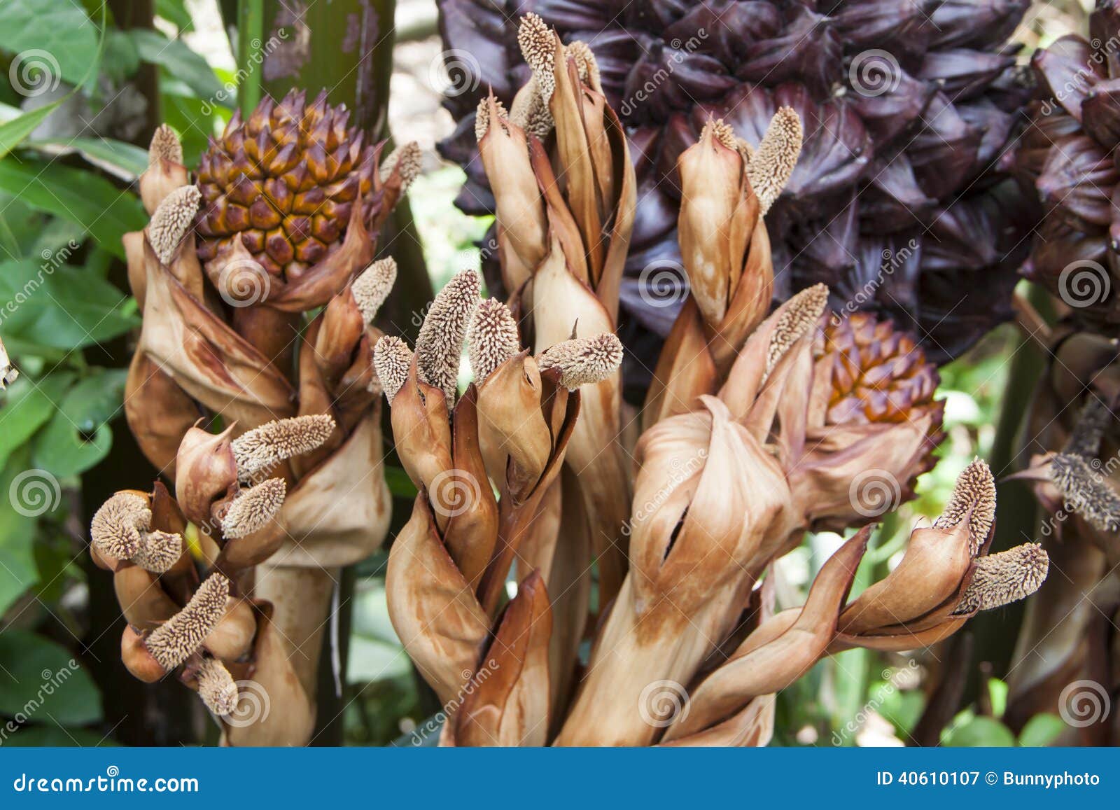 Nipa palm flower stock image. Image of tree, fresh, fruticana - 40610107