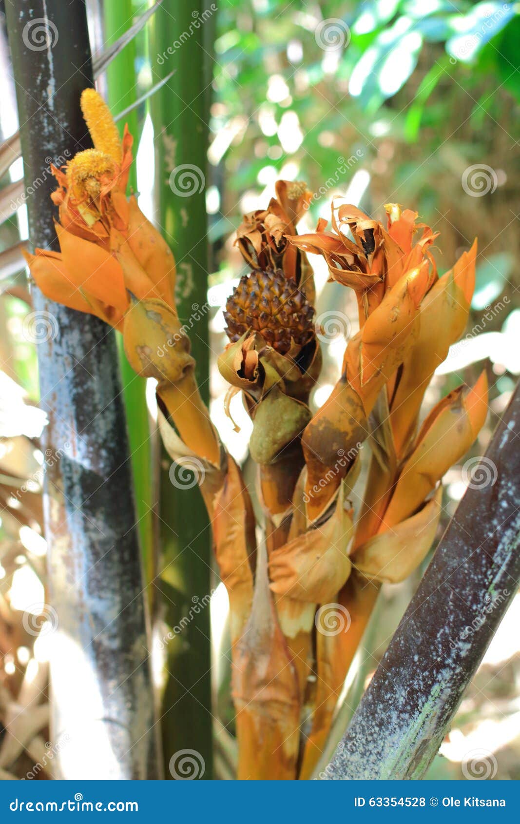 Nipa Palm (Nypa Fruticans) Stock Photography | CartoonDealer.com #39920900