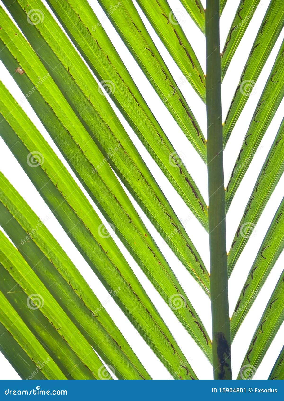Nipa Palm (Nypa Fruticans) Stock Photography | CartoonDealer.com #39920900