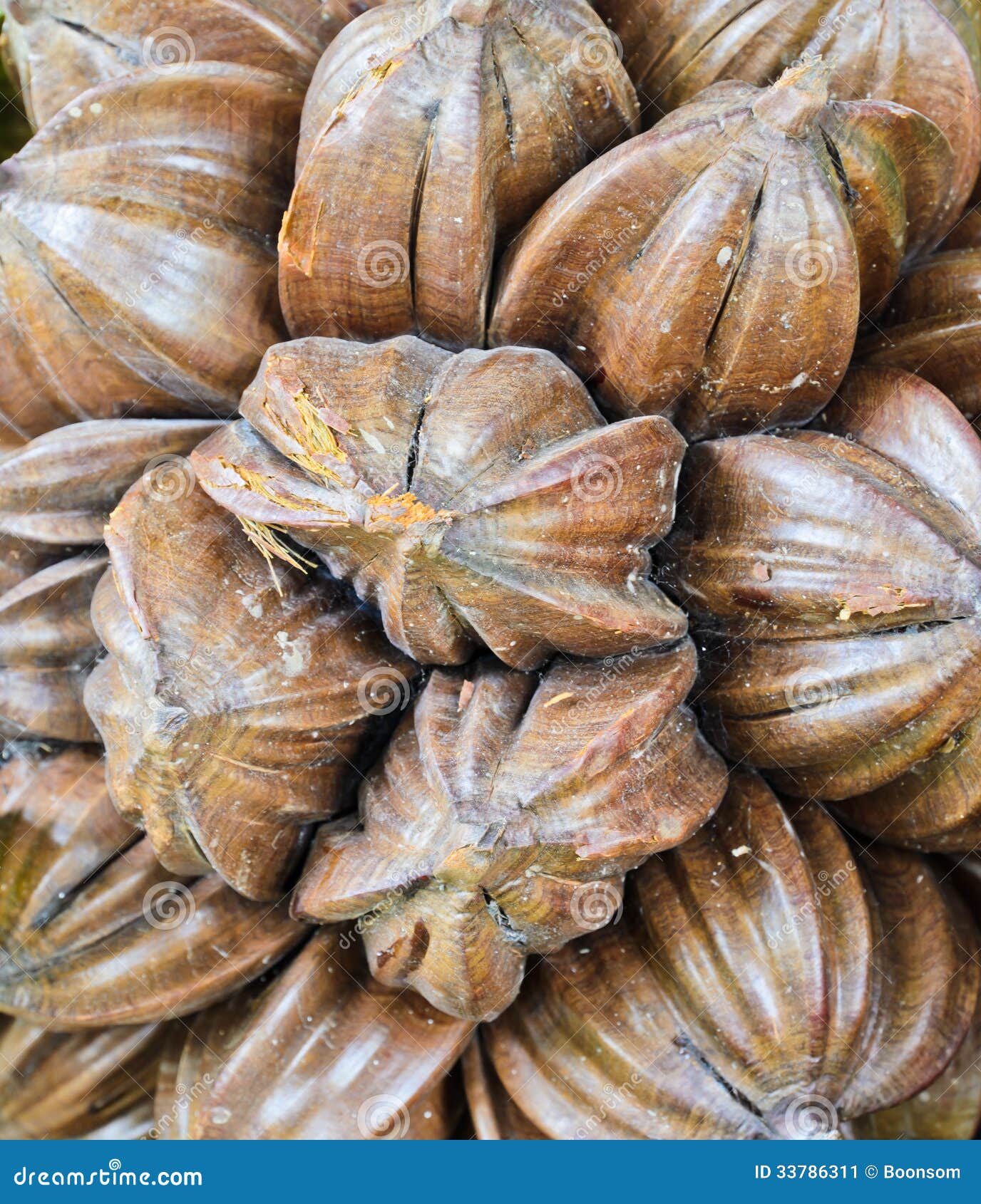 Nipa palm fruit stock image. Image of fresh, fruticans - 33786311