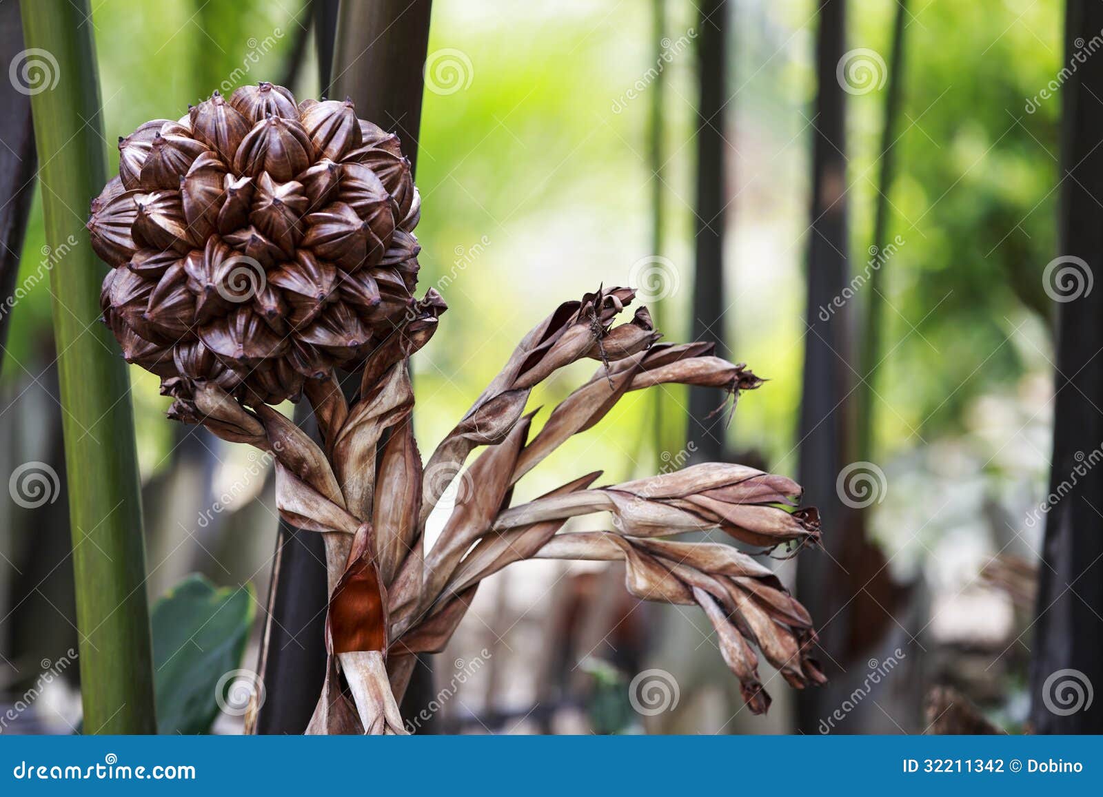 Nipa Palm Fruit stock photo. Image of wild, tree, fruit - 32211342