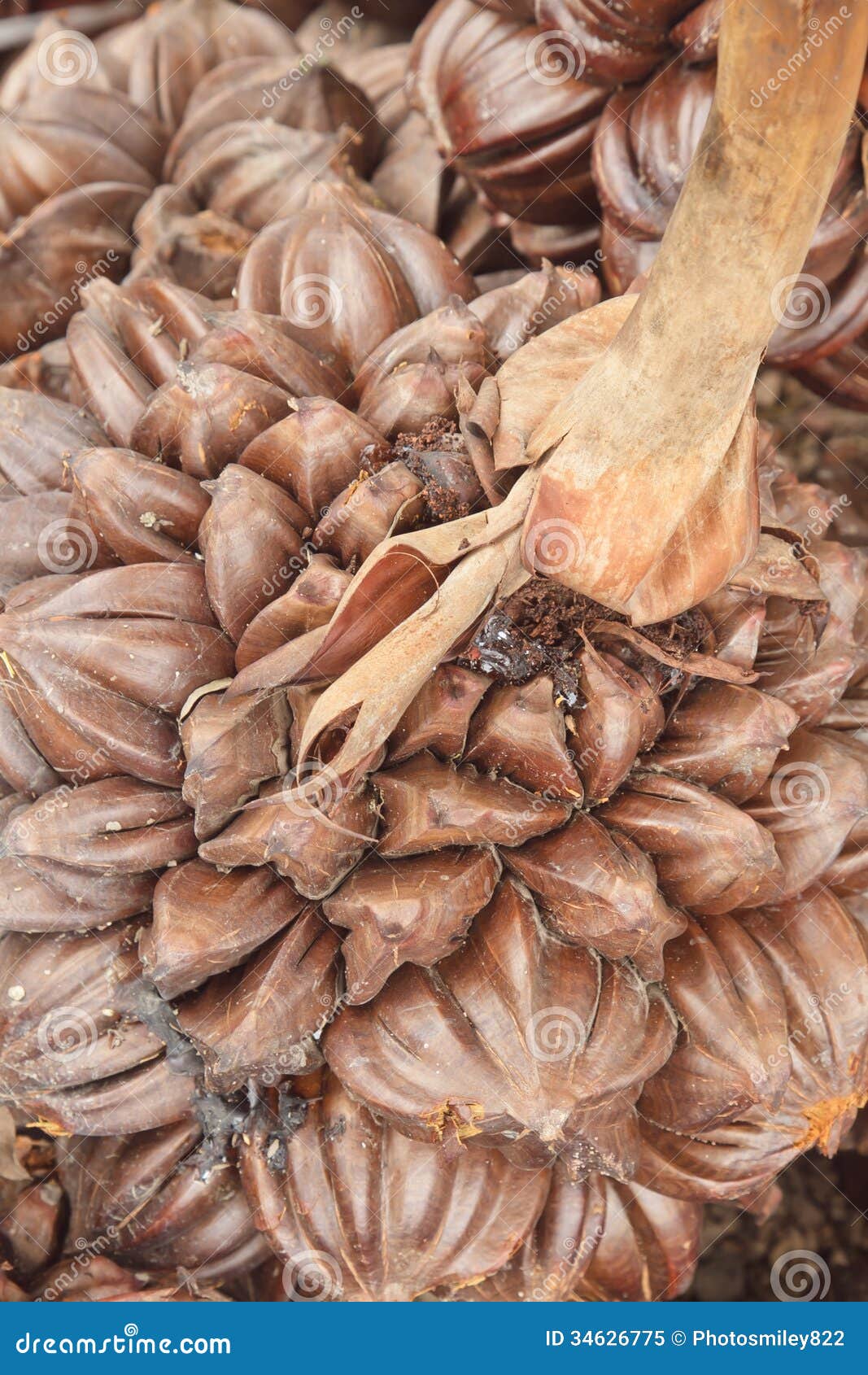 Nipa palm stock image. Image of fruit, shell, nypa, background - 34626775