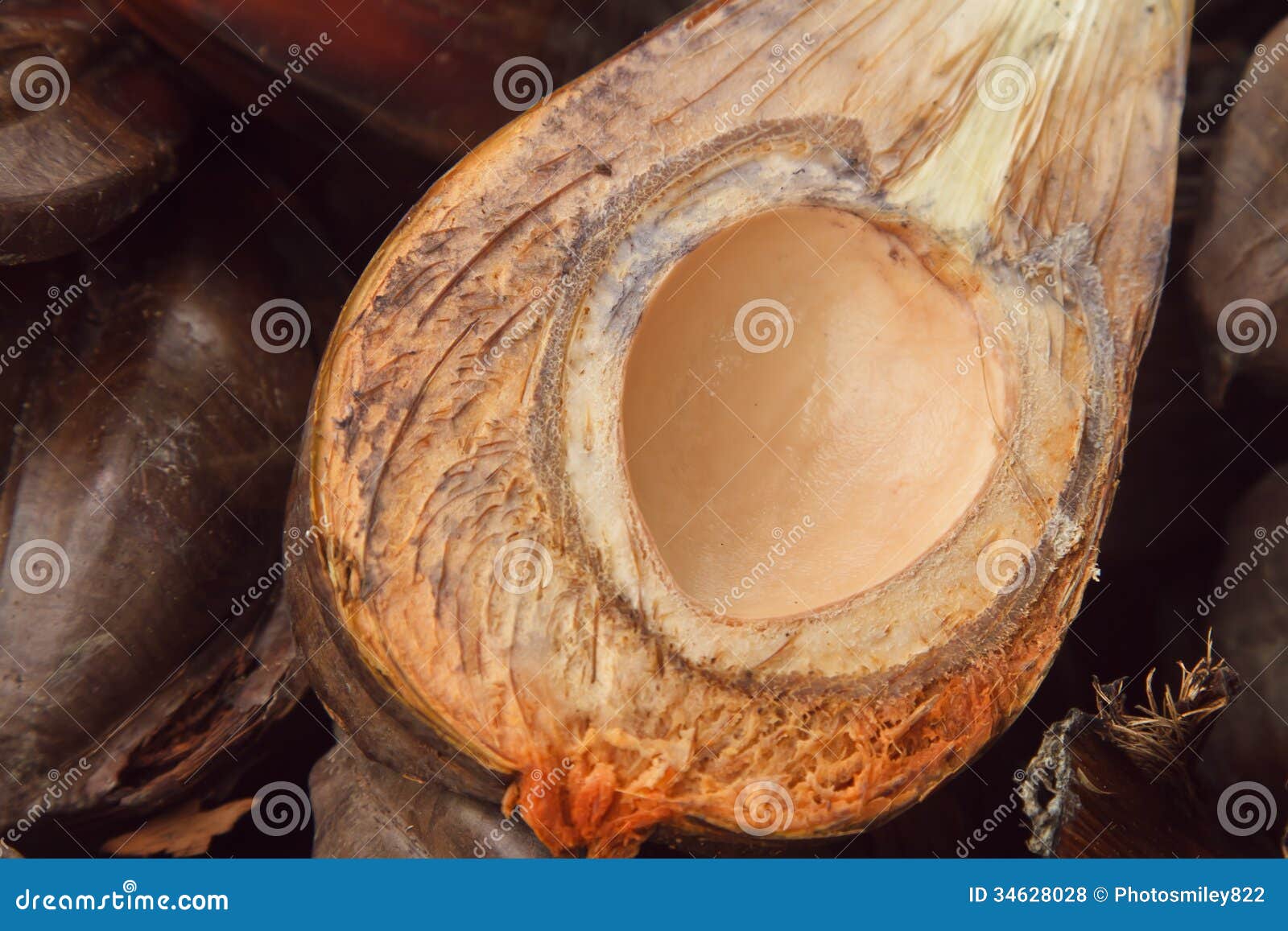 Nipa palm stock photo. Image of area, thailand, texture - 34628028