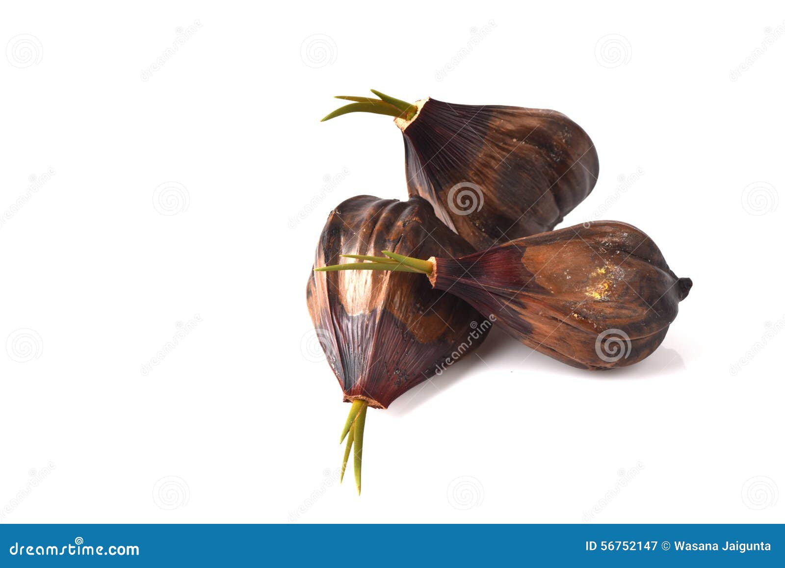 Nipa palm trees. stock image. Image of native, plants - 56752147