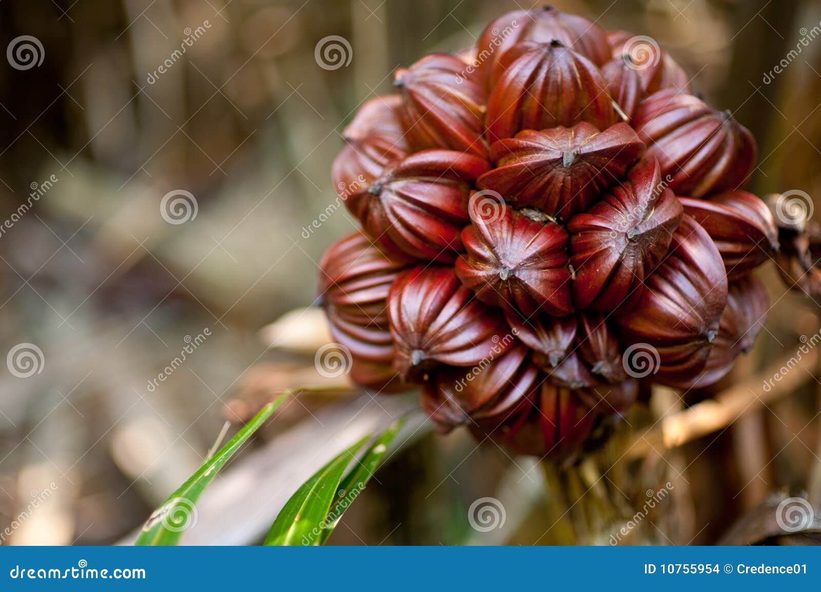 Nipah Palm stock photo. Image of malaysia, ingredients - 10755954