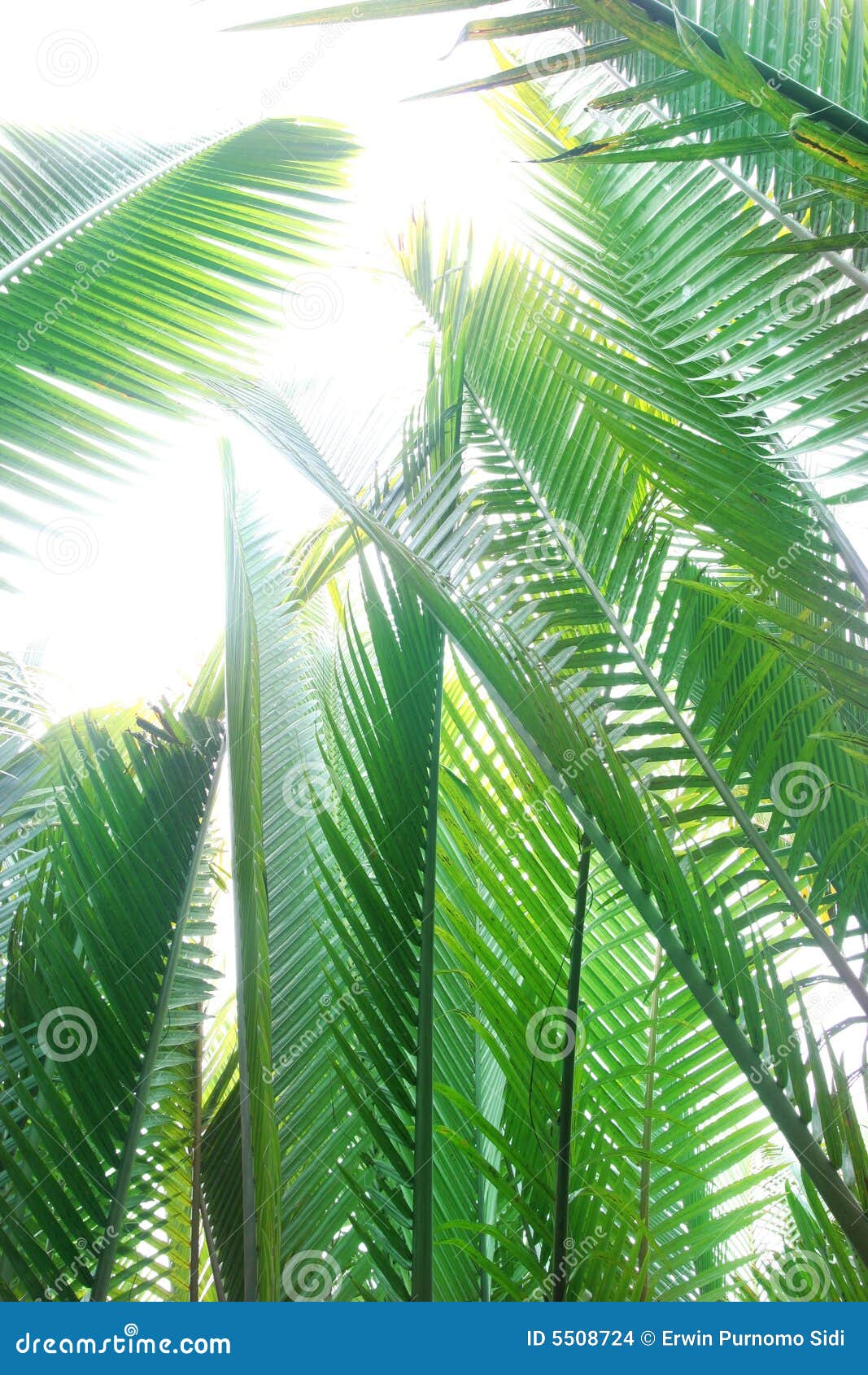 Nipah palm tree or leaf stock photo. Image of leaf, green - 5508724