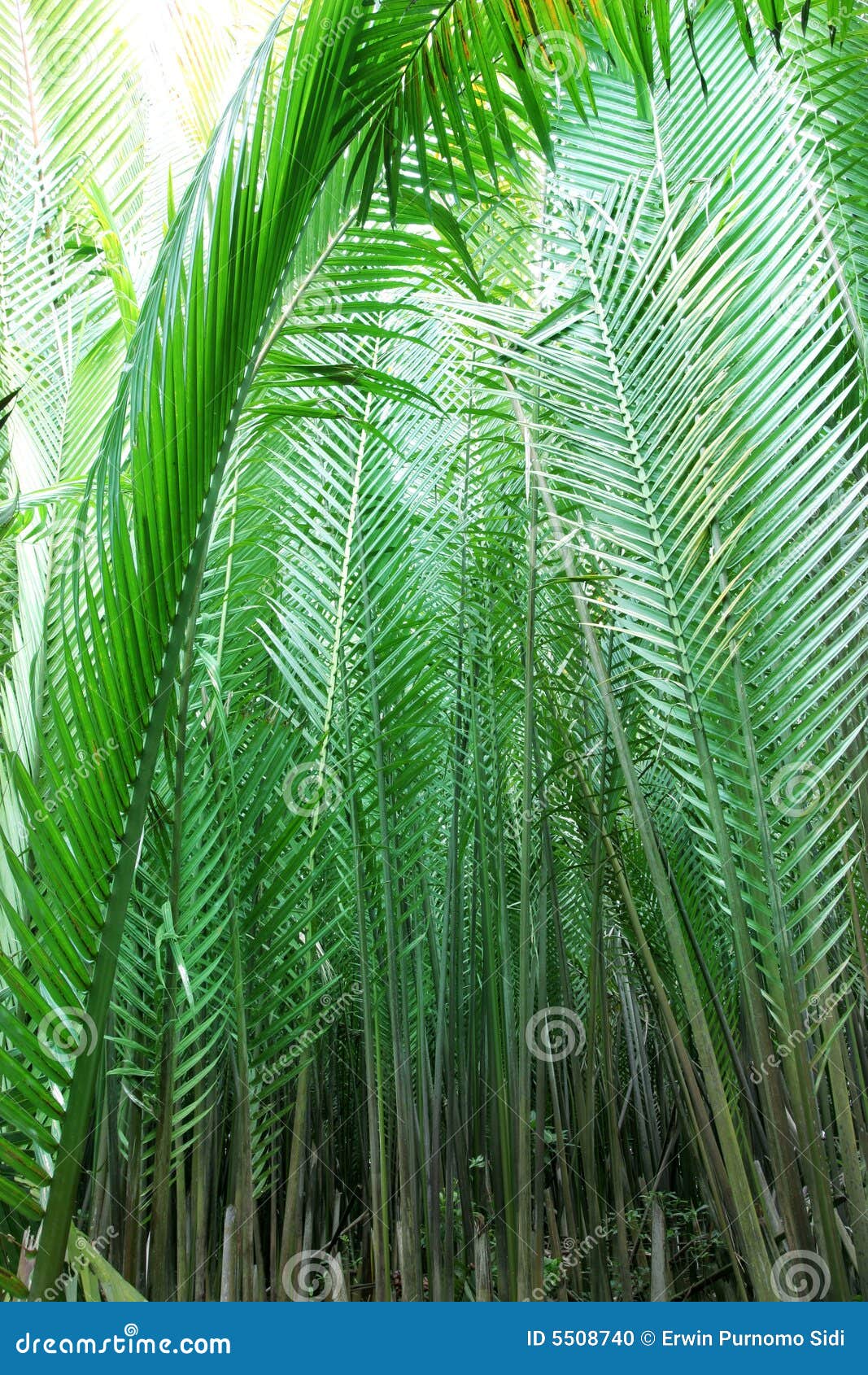 Nipah palm tree or leaf stock photo. Image of fresh, plant - 5508740