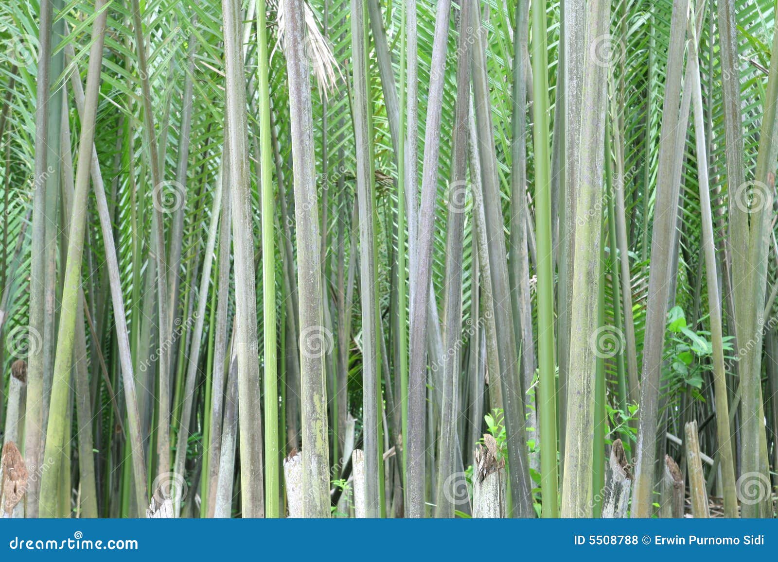 Nipah palm tree or leaf stock photo. Image of plant, nature - 5508788