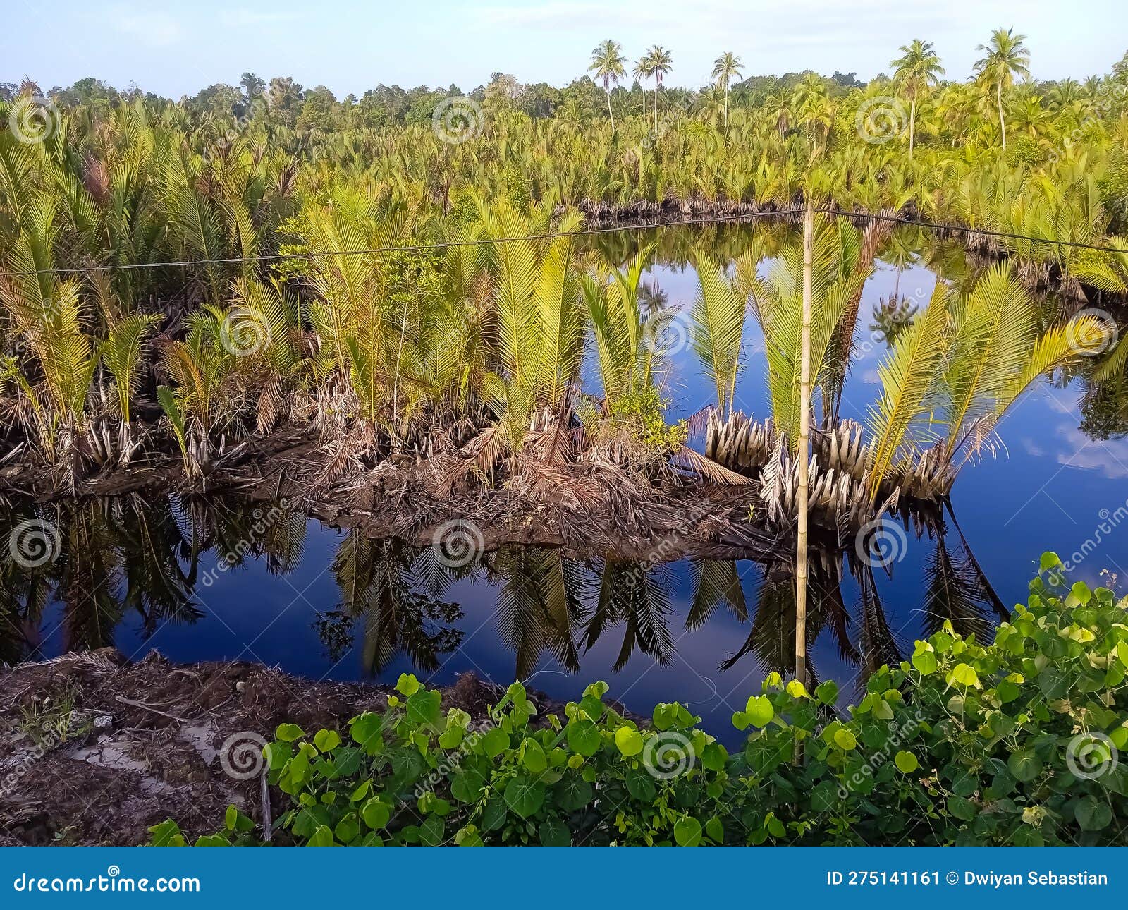 Nipah Plants that Gather, Grow on the Edge of the Estuary. Stock Image ...