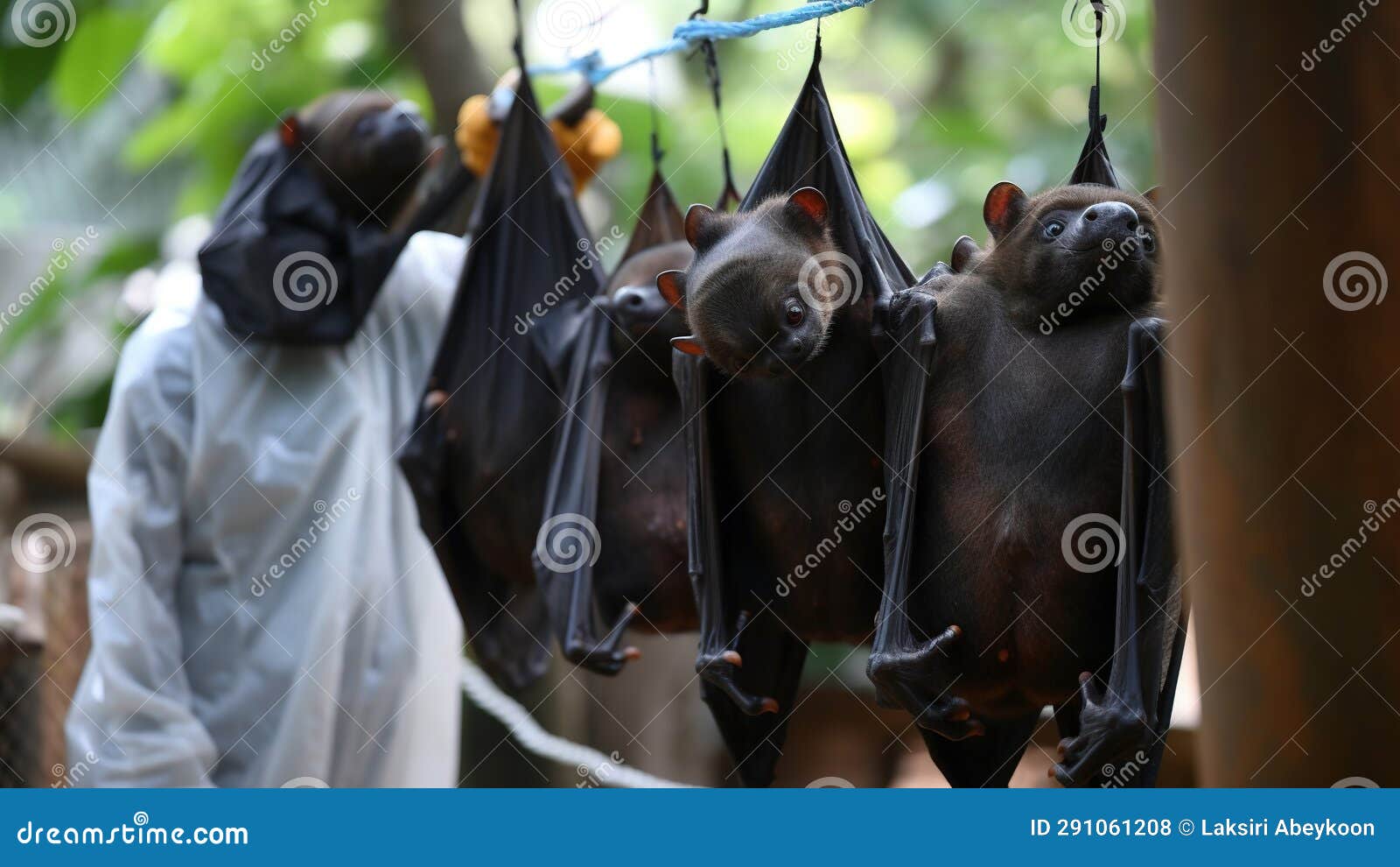 Nipah Virus Outbreak: What Scientists Know so Far Stock Photo - Image ...