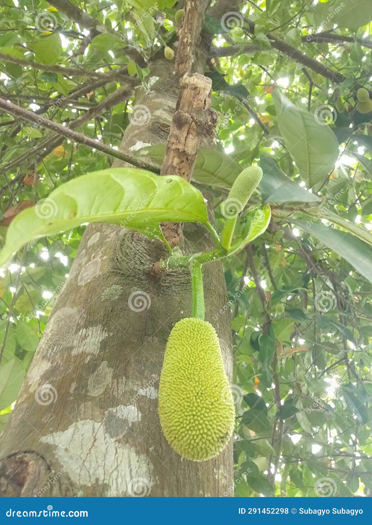 The Nipple of a New Jackfruit Growing on a Tree Trunk Stock Photo ...