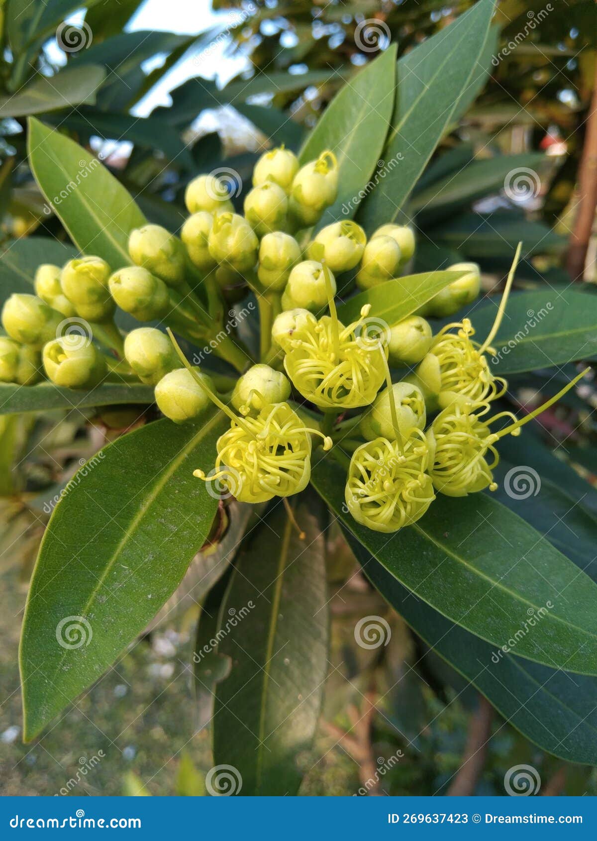 Yellow Needle Pattern Background Royalty-Free Stock Photography ...