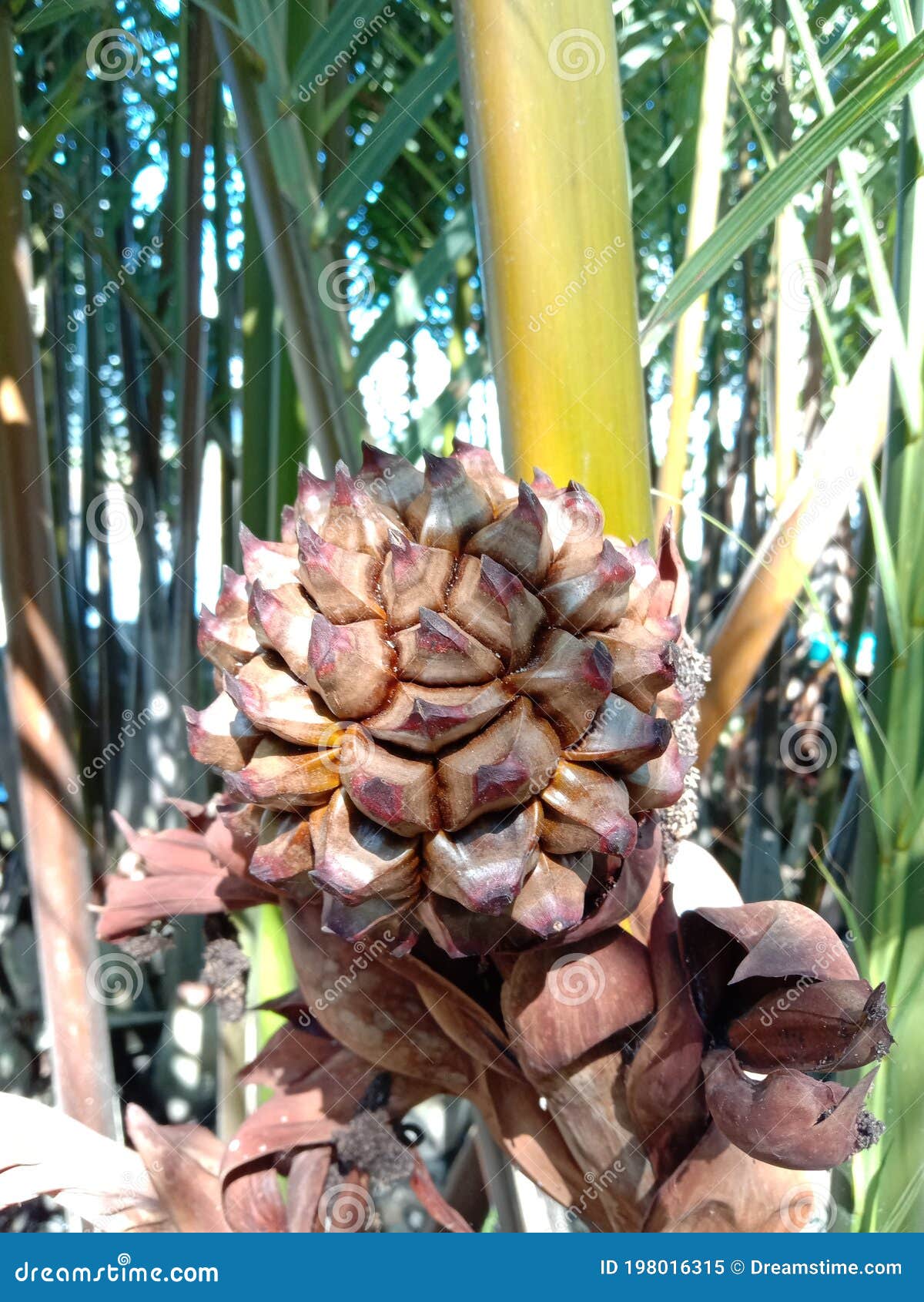 Nira Fruit Stock Photos - Free & Royalty-Free Stock Photos from Dreamstime