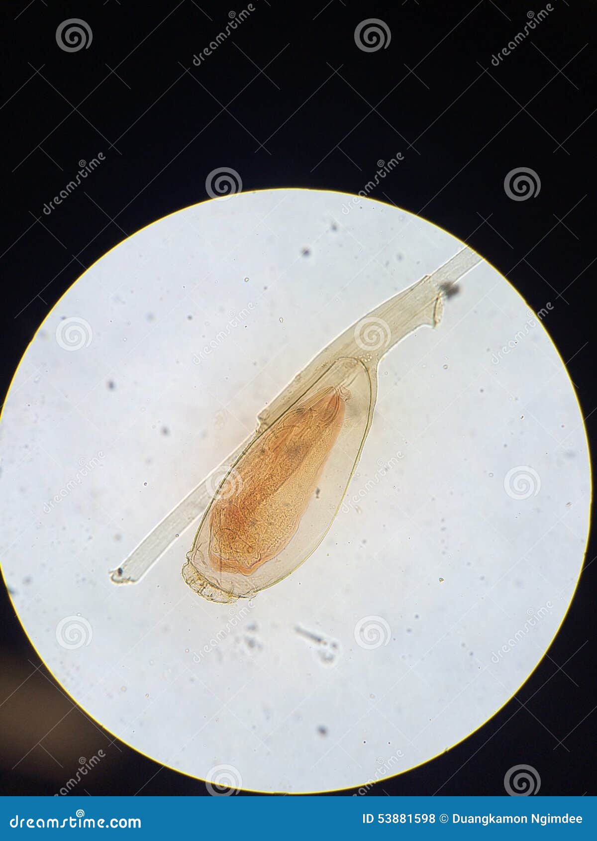 Nite editorial stock photo. Image of looking, nite, head - 53881598