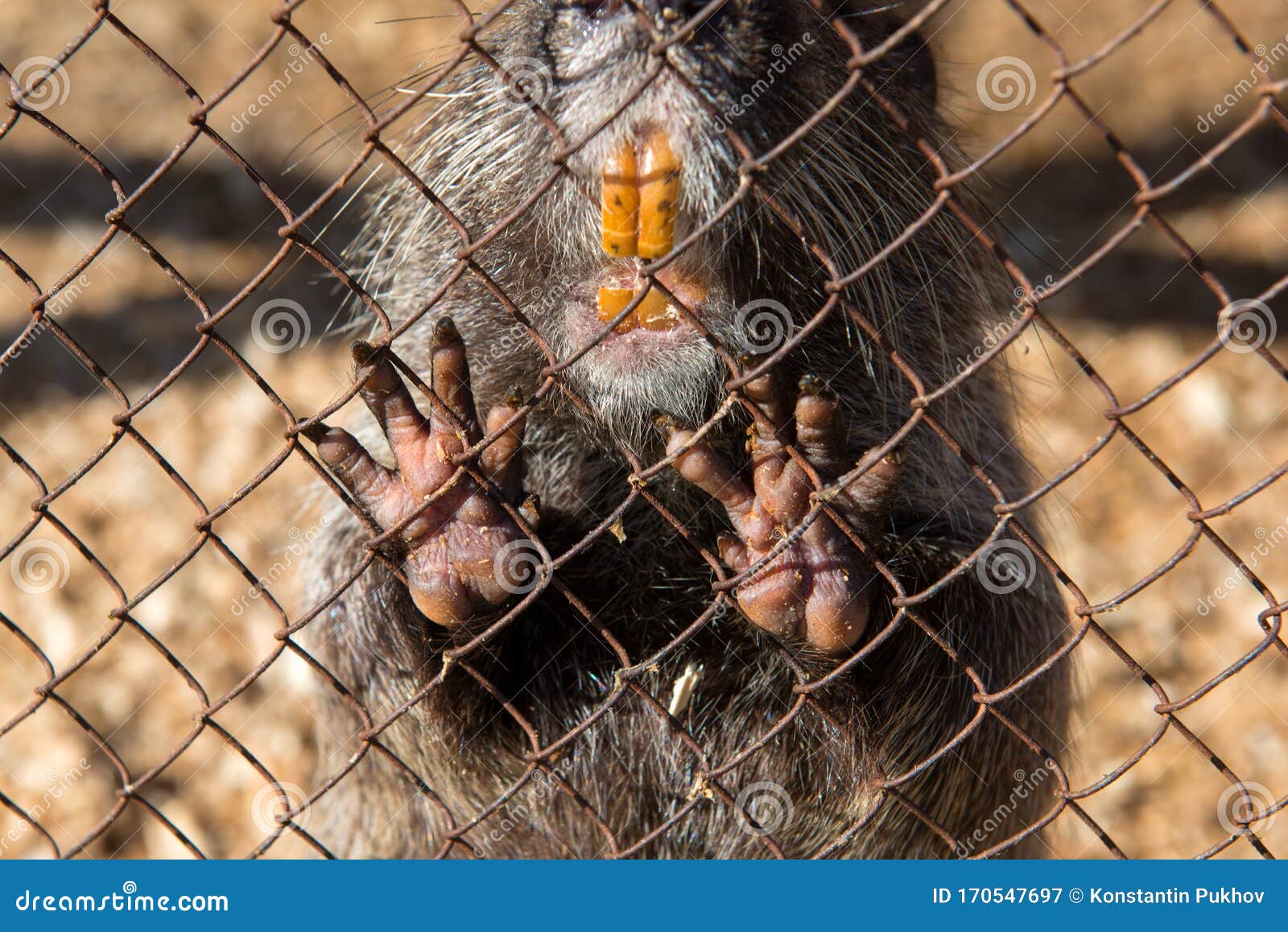 Nutria shows its paws stock image. Image of shows, creature - 170547697