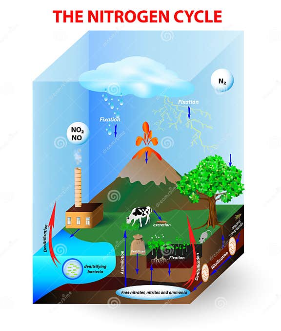 Nitrogen Cycle stock vector. Illustration of education - 30735058