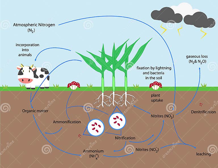 The Nitrogen Cycle stock vector. Illustration of cycle - 70814797