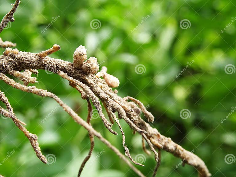 Nitrogen-fixing Bacteria on Legume Roots Close-up Stock Photo - Image ...