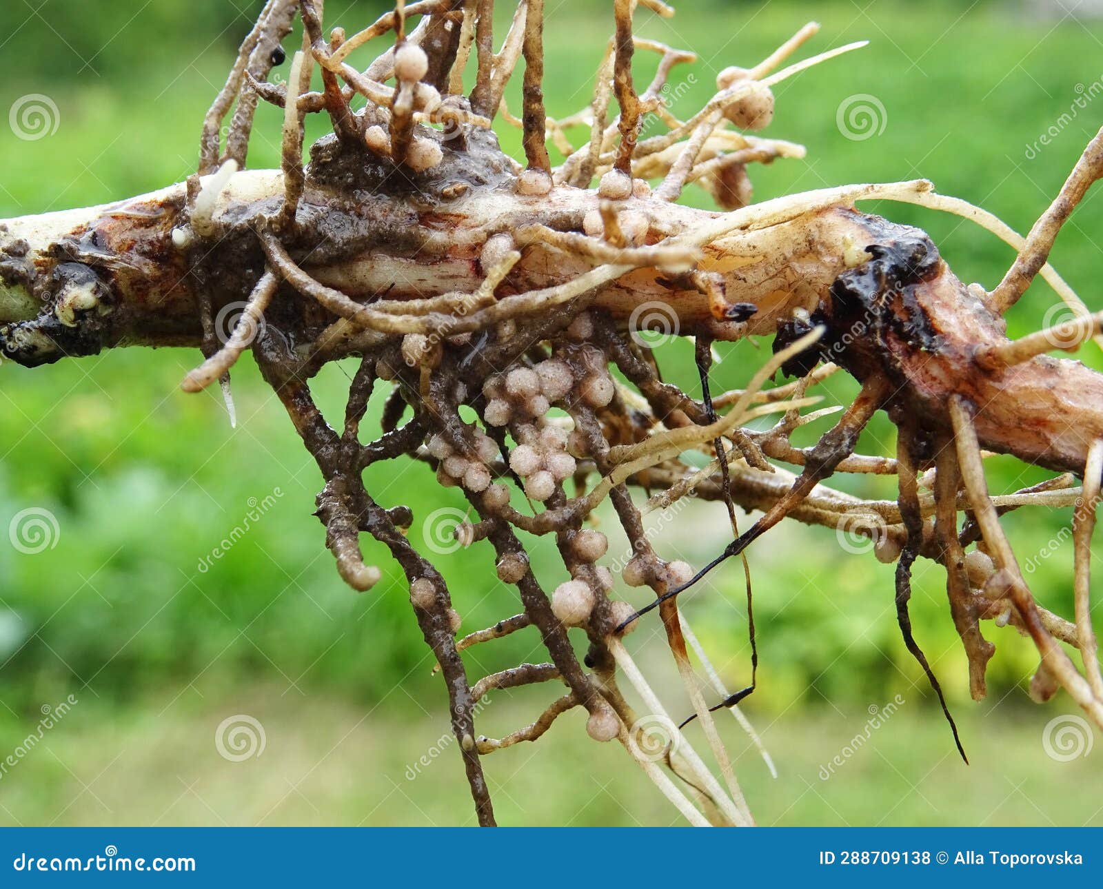 Nitrogen-fixing Bacteria on Legume Roots Close-up Stock Photo - Image ... Nitrogen-fixing Bacteria on Legume Roots Close-up Stock Photo - Image ...