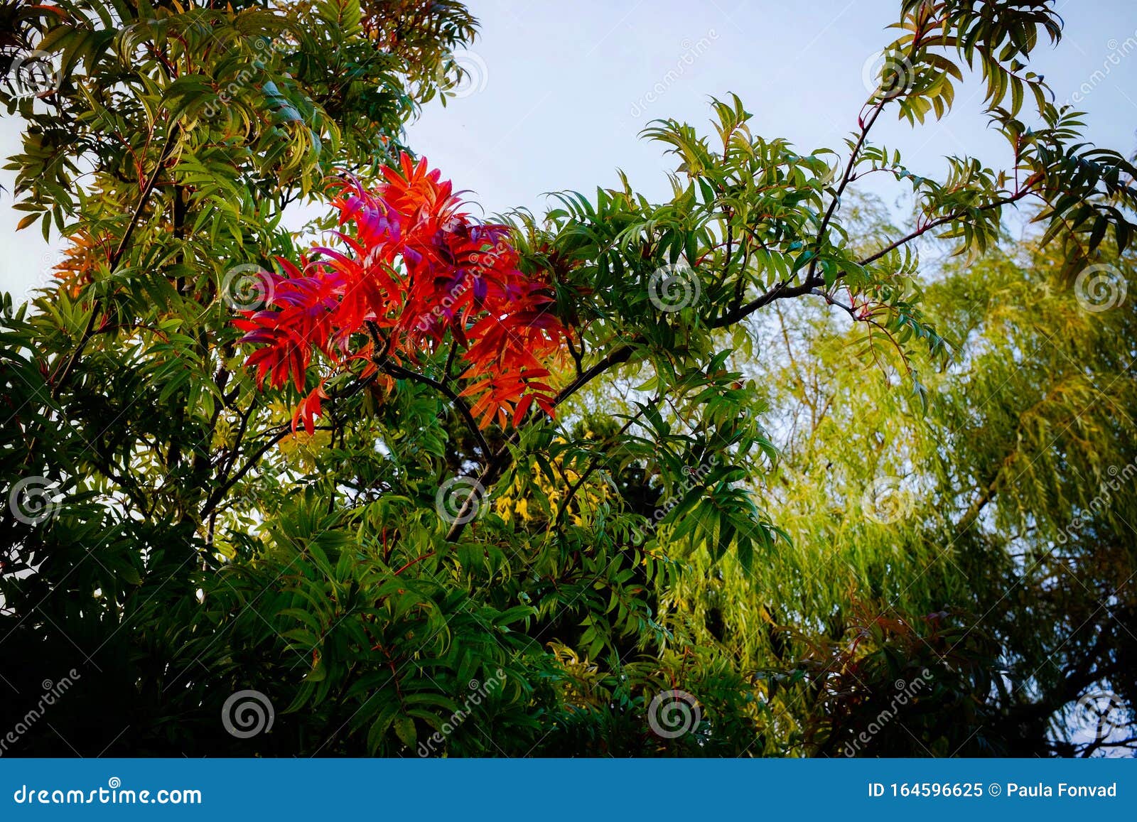 Niveles de color imagen de archivo. Imagen de rojo, verde - 164596625