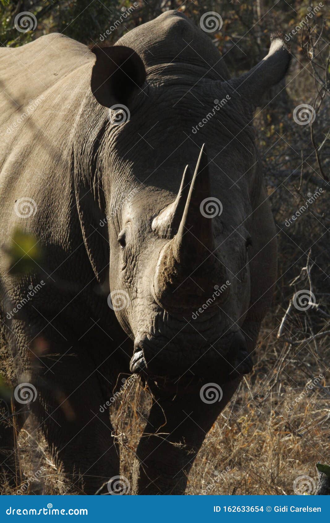 Niveles de dedo foto de archivo. Imagen de nana, rinoceronte - 162633654