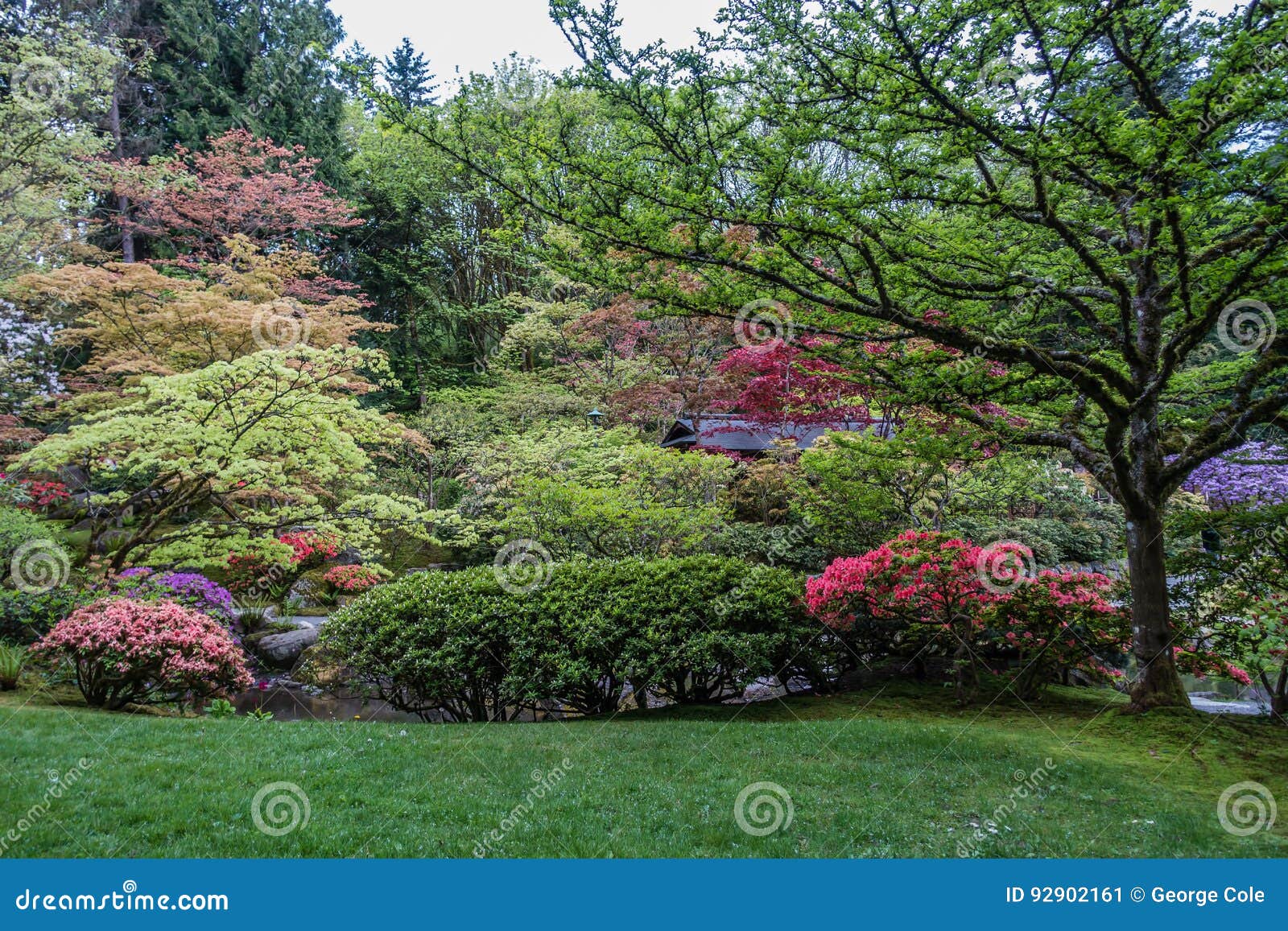 Niveles del color 3 imagen de archivo. Imagen de flores - 92902161