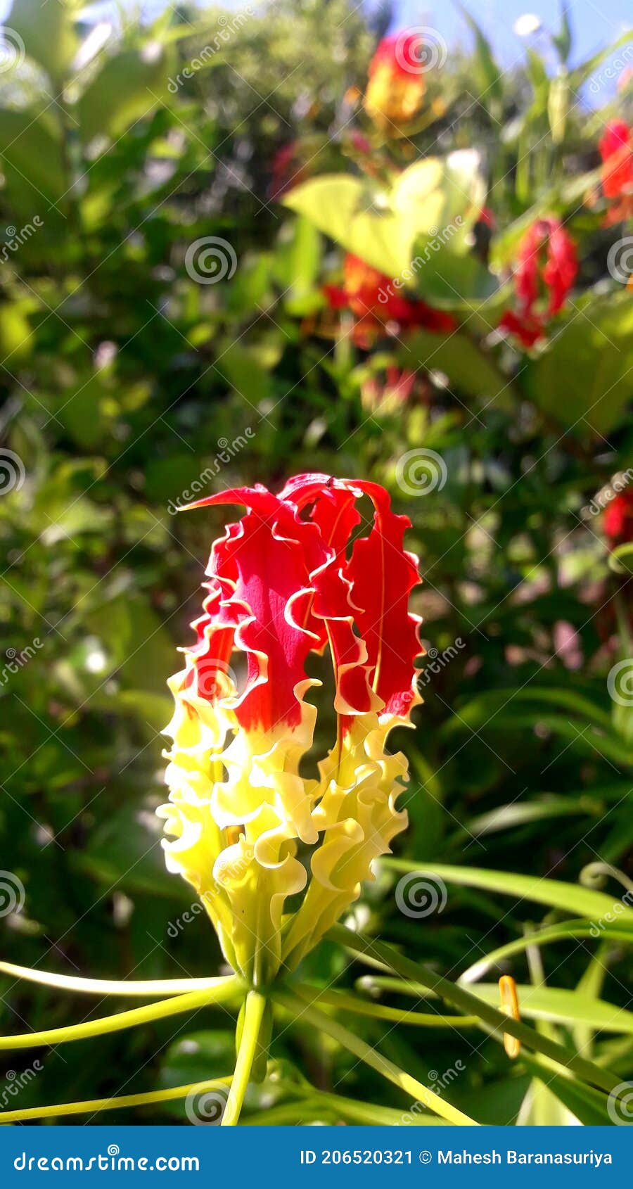 Niyagala Flower in Jungle Beach Srilanka Stock Image - Image of green ...