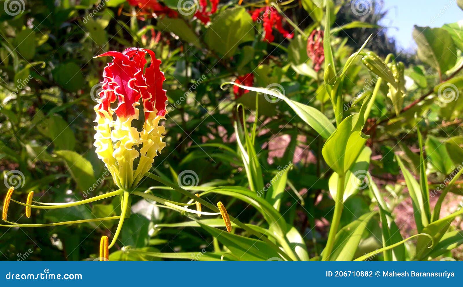 Niyagala Flower in Jungle Beach Srilanka Stock Photo - Image of beach ...