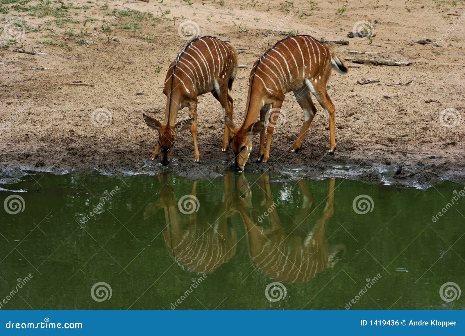 Njala stock photo. Image of outdoor, tranquil, weary, chestnut - 1419436