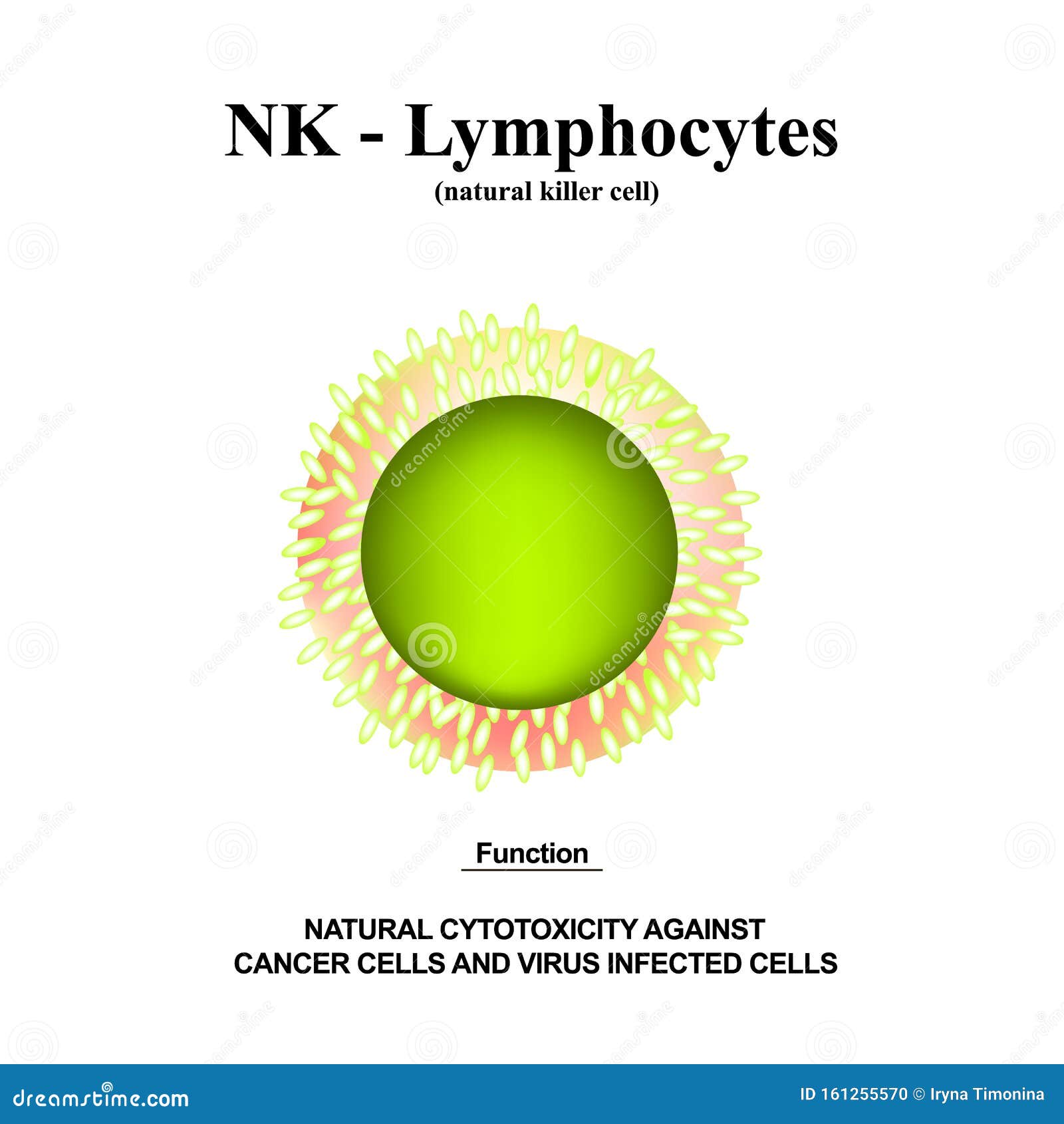 Types Of Lymphocytes. T Lymphocytes, B Lymphocytes, NK Lymphocytes ... Types Of Lymphocytes. T Lymphocytes, B Lymphocytes, NK Lymphocytes ...