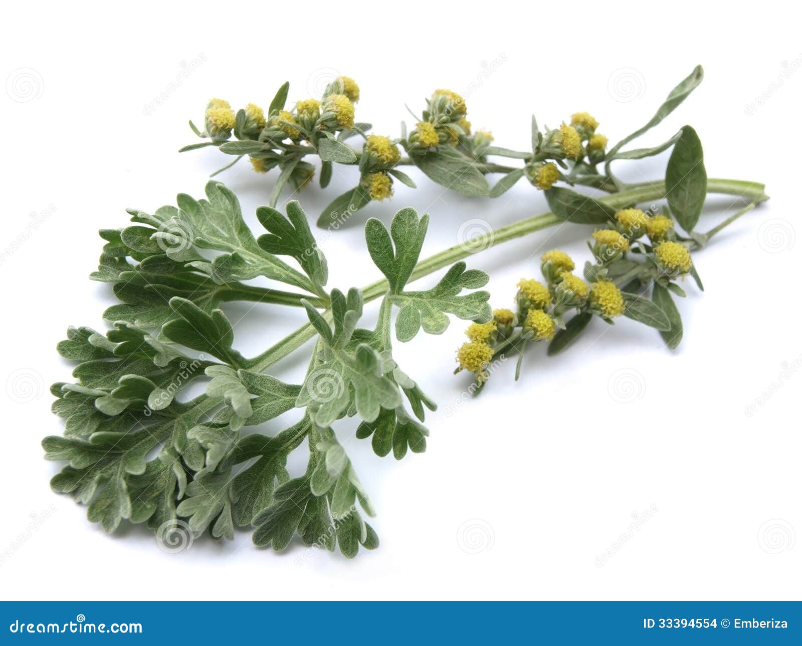 Nnis Dell'assenzio (artemisia Absinthium)) Fotografia Stock - Immagine ...
