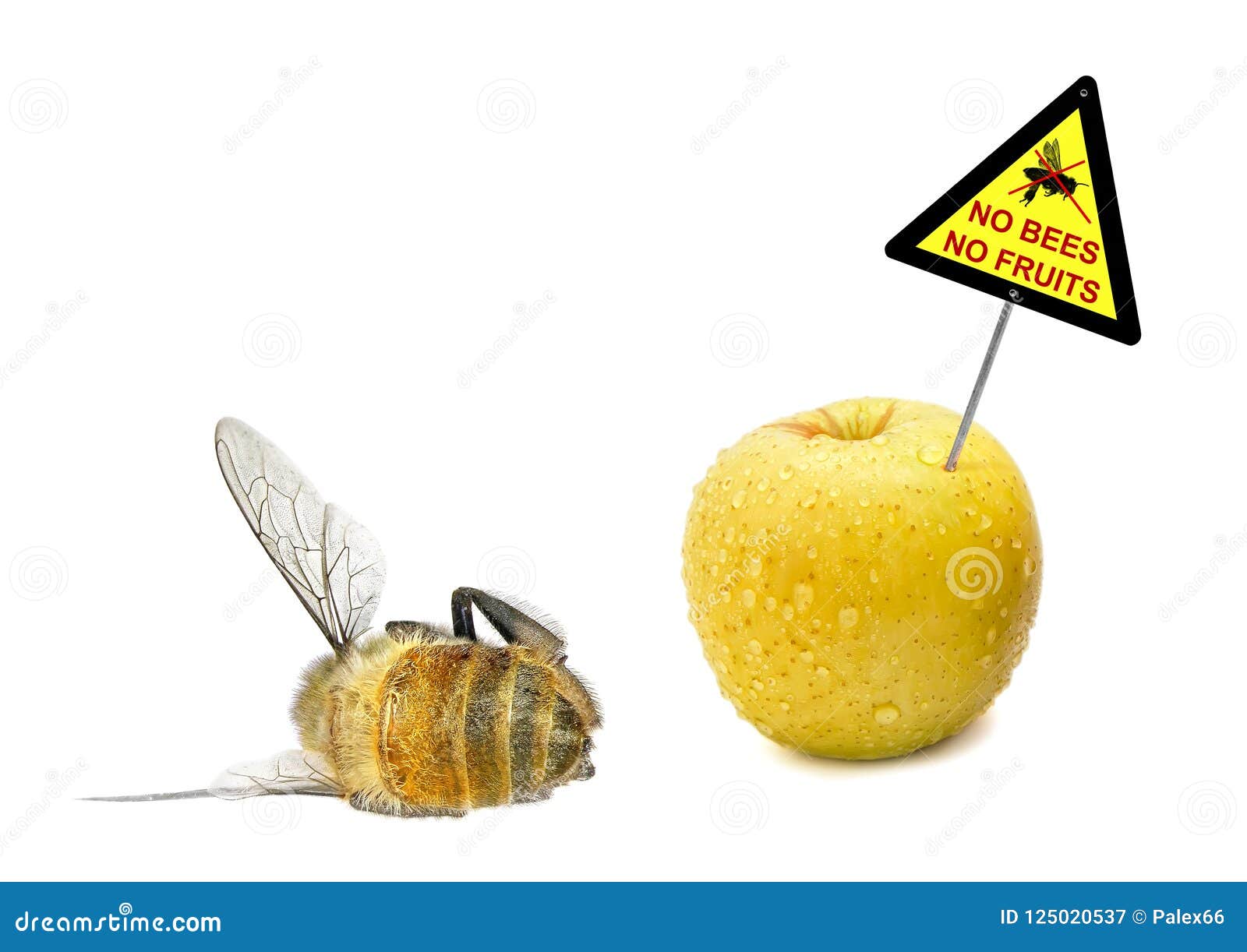 No bees - No Fruit stock image. Image of plum, entomology - 125020537