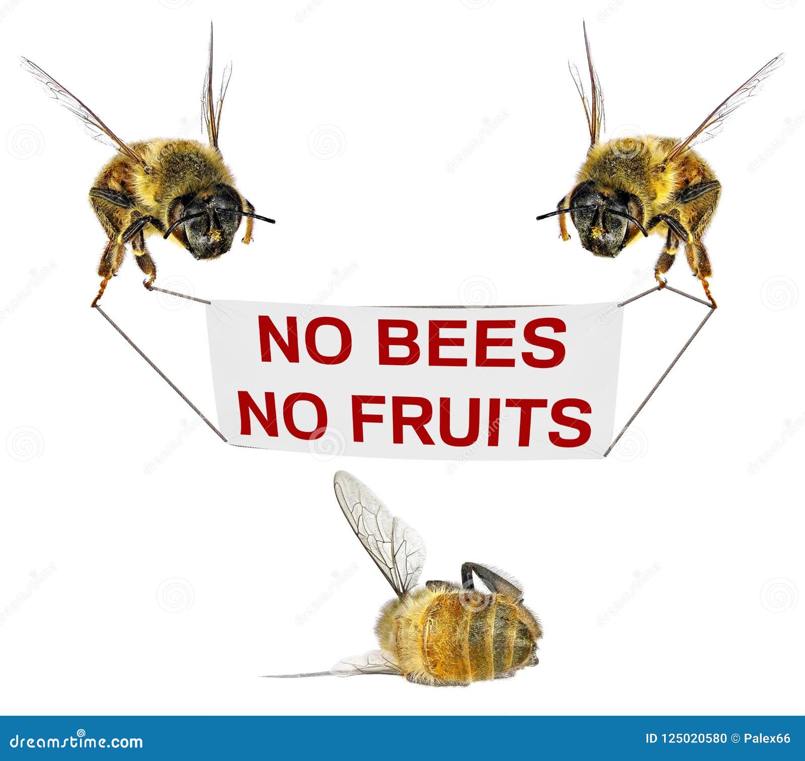 No bees - No Fruit stock photo. Image of death, harvest - 125020580