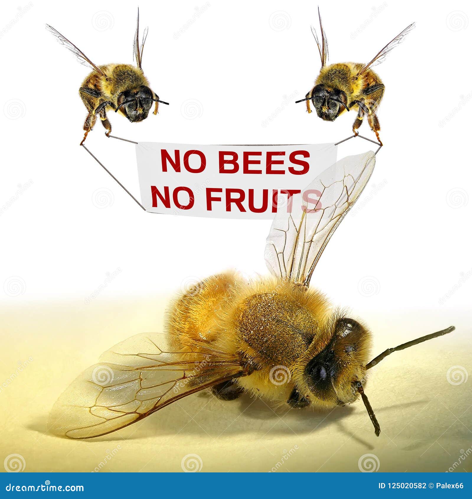 No bees - No Fruit stock photo. Image of environment - 125020582
