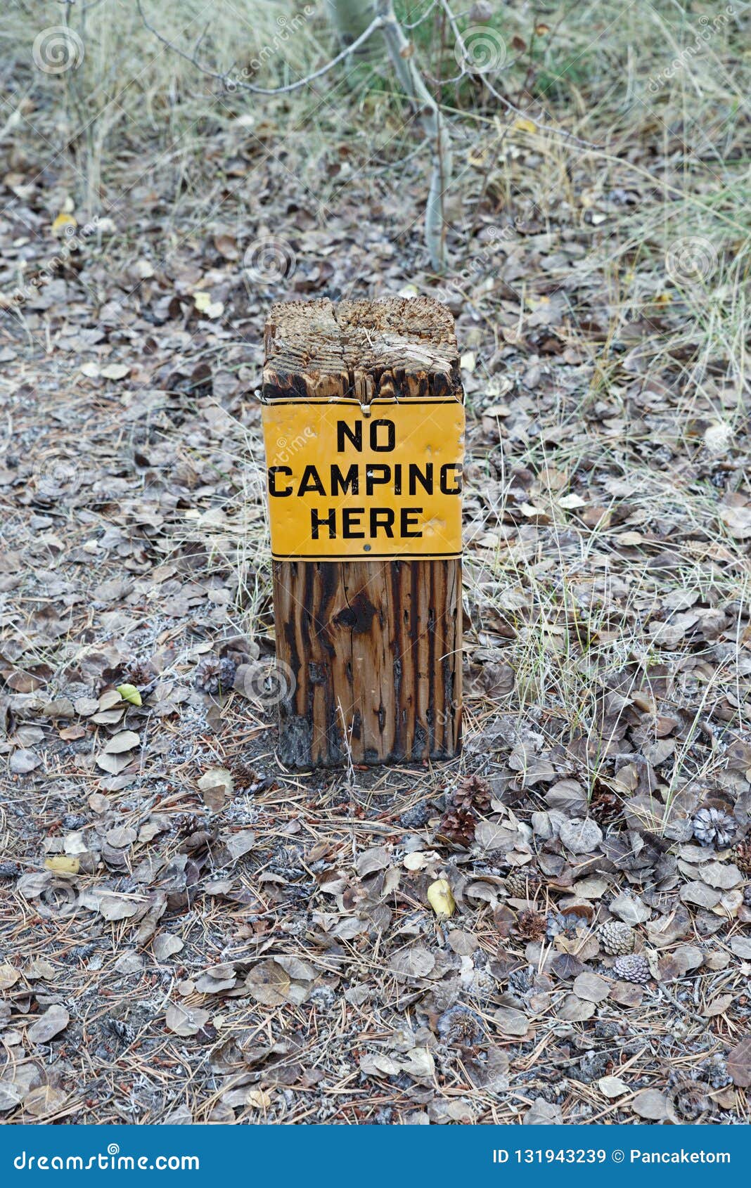 No Camping Here Sign stock image. Image of black, woods - 131943239