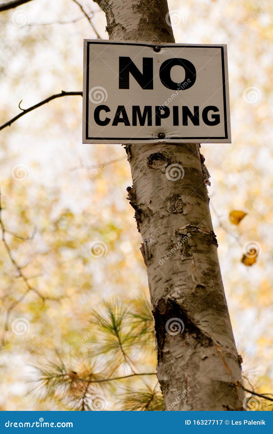 No Camping Sign stock image. Image of board, birch, fall - 16327717