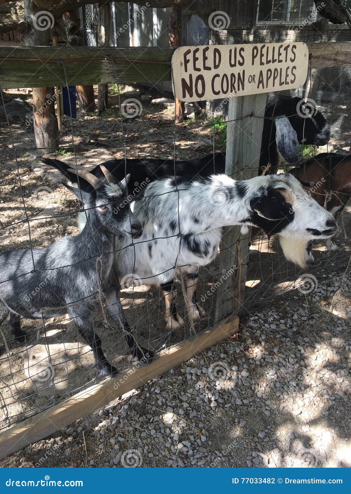 No corn or apples stock photo. Image of feed, apples - 77033482
