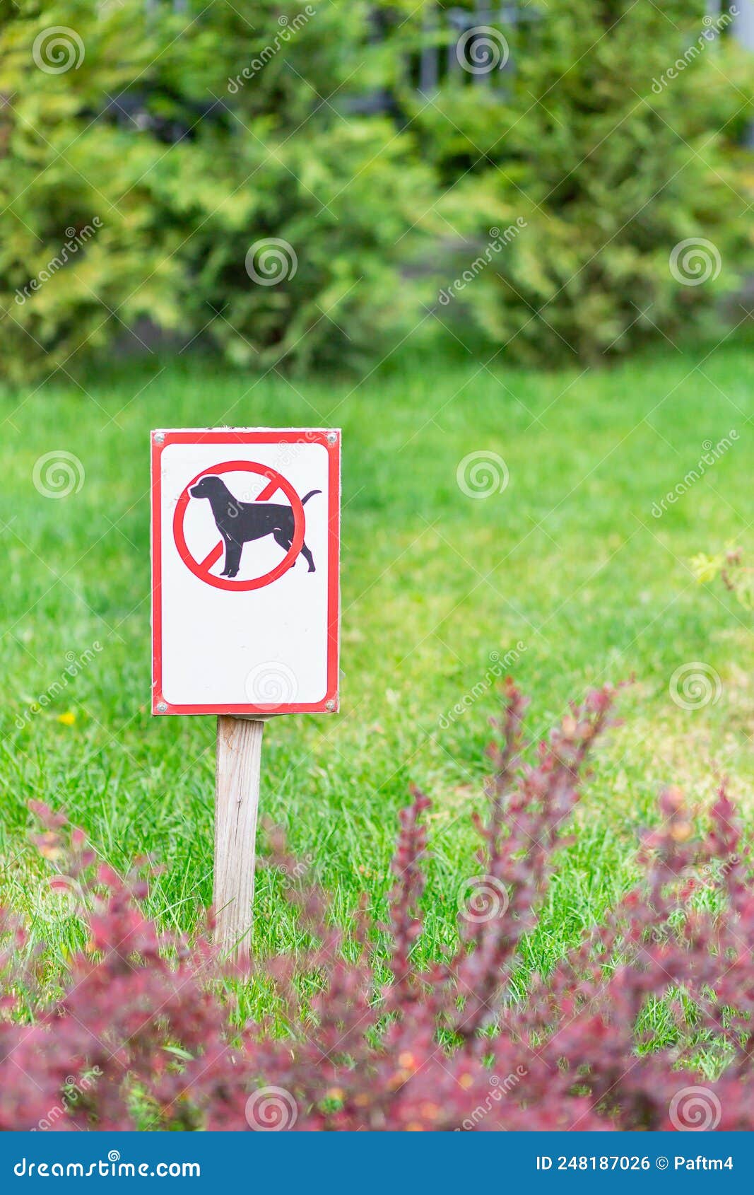 No Dog Walking Sign on the Lawn in the Park Stock Photo - Image of ...
