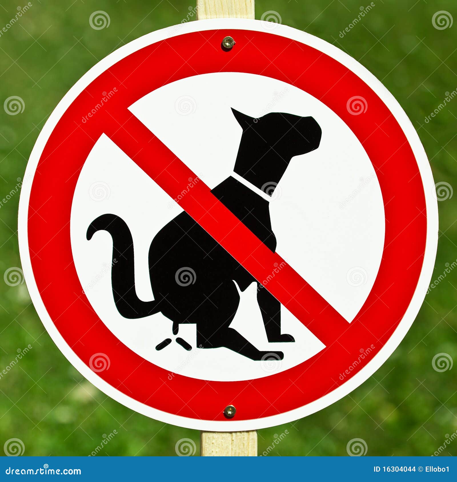 No Dogs stock photo. Image of prohibition, clean, public - 16304044