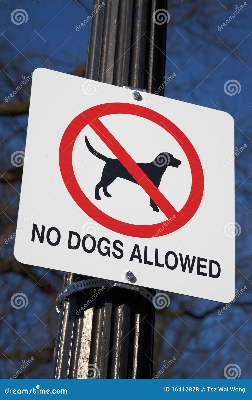 No Dogs Allowed stock photo. Image of prohibited, attention - 16412828