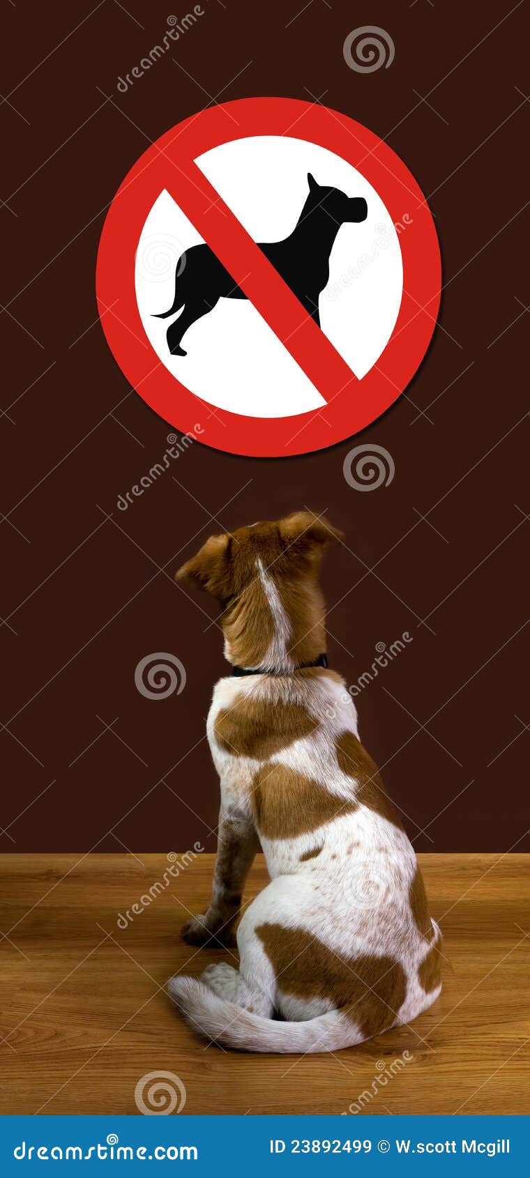 No Dogs Allowed Text Warning Sign, Isolated Large Detailed Ban Signage ...