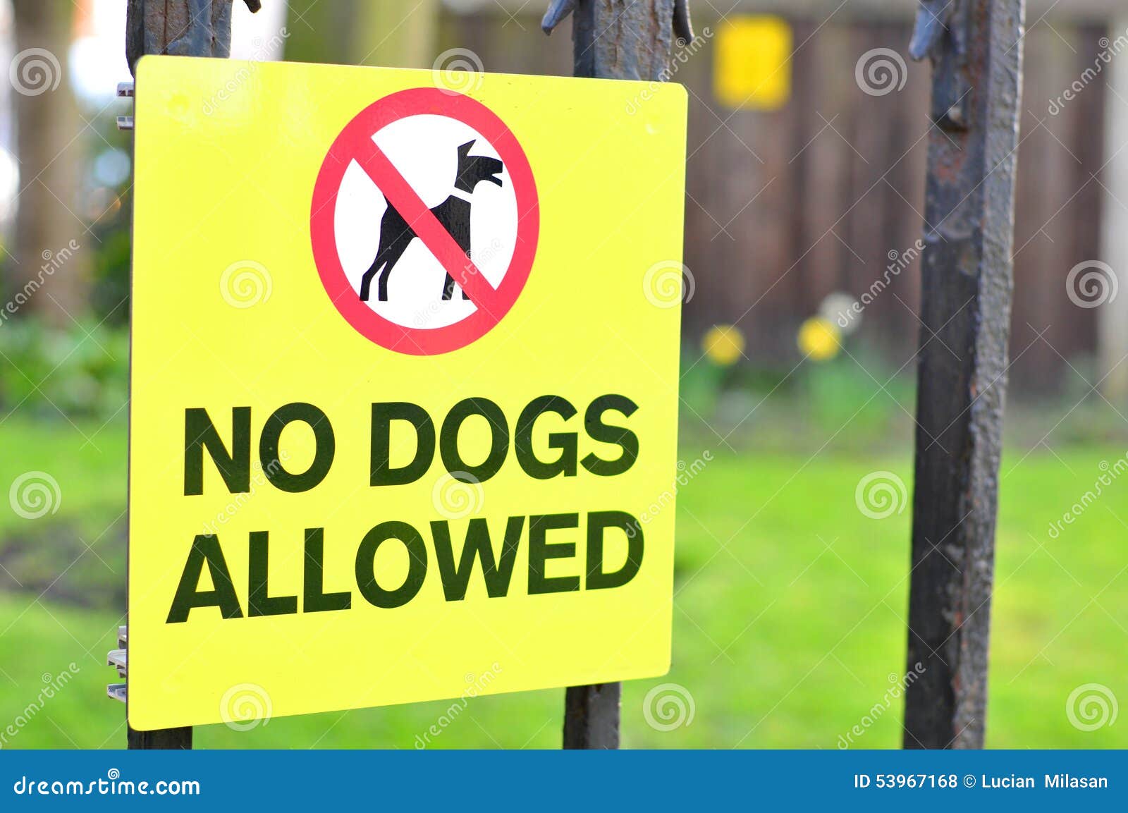 No dogs allowed stock photo. Image of forbidden, dogs - 53967168