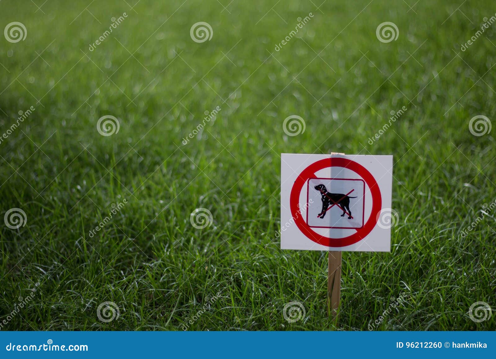 No Dogs Allowed Text Warning Sign, Isolated Large Detailed Ban Signage ...
